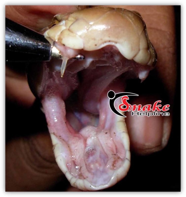 Bite Marks - Snake Helpline