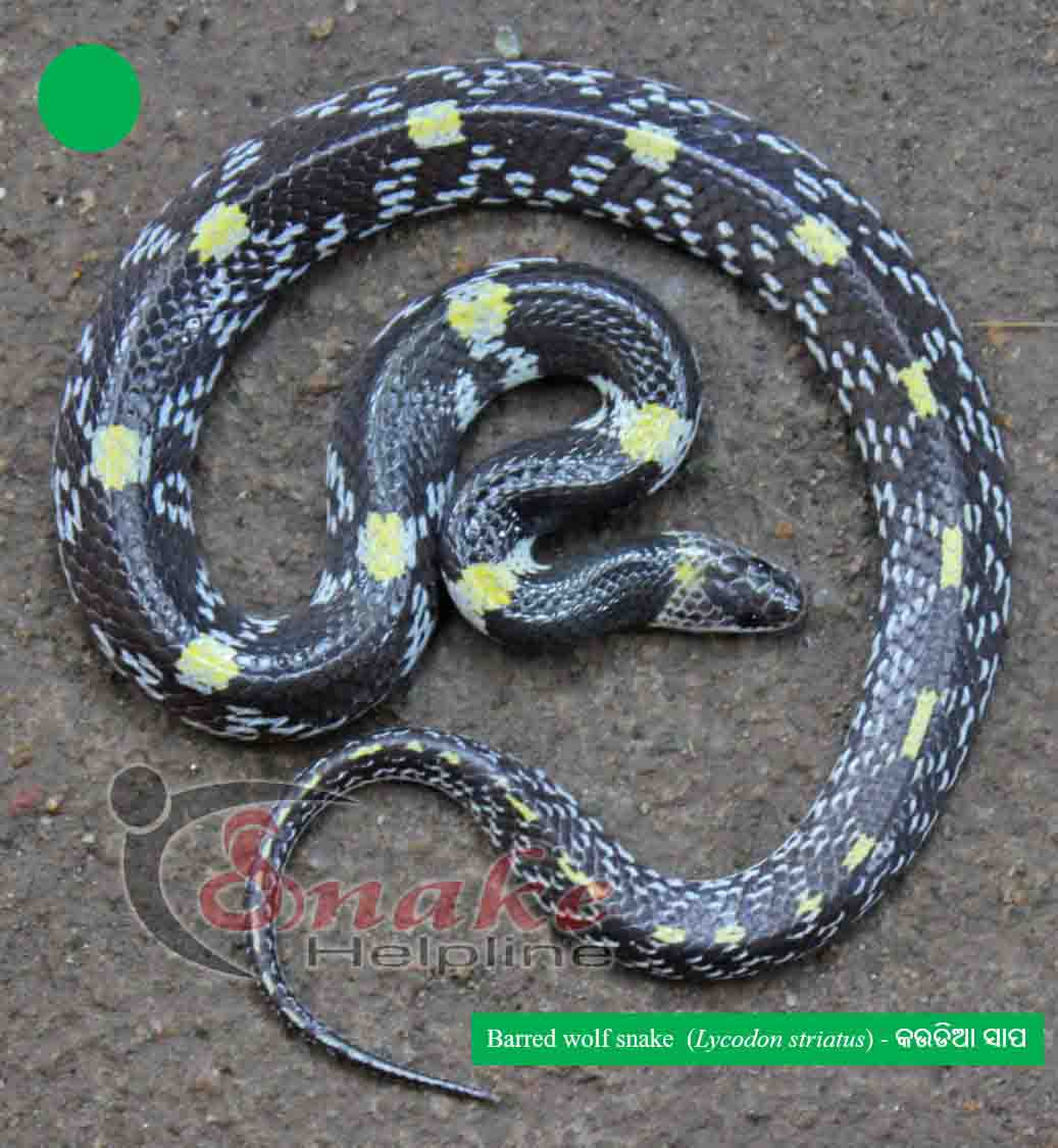 BARRED WOLF SNAKE କଉଡିଆ ସାପ - Snake Helpline