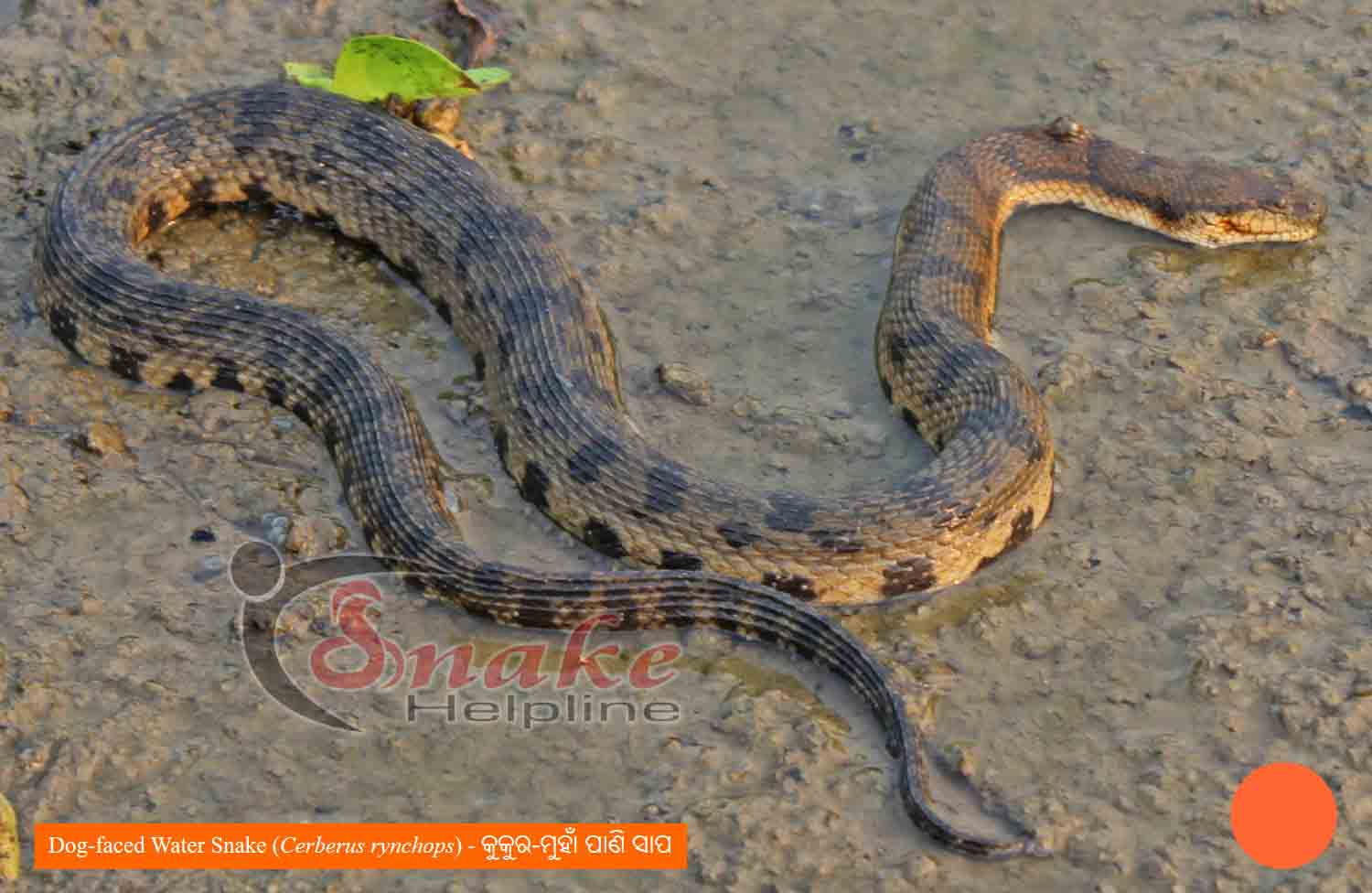 DOG-FACED WATER SNAKE କୁକୁର-ମୁହାଁ ପାଣି ସାପ - Snake Helpline