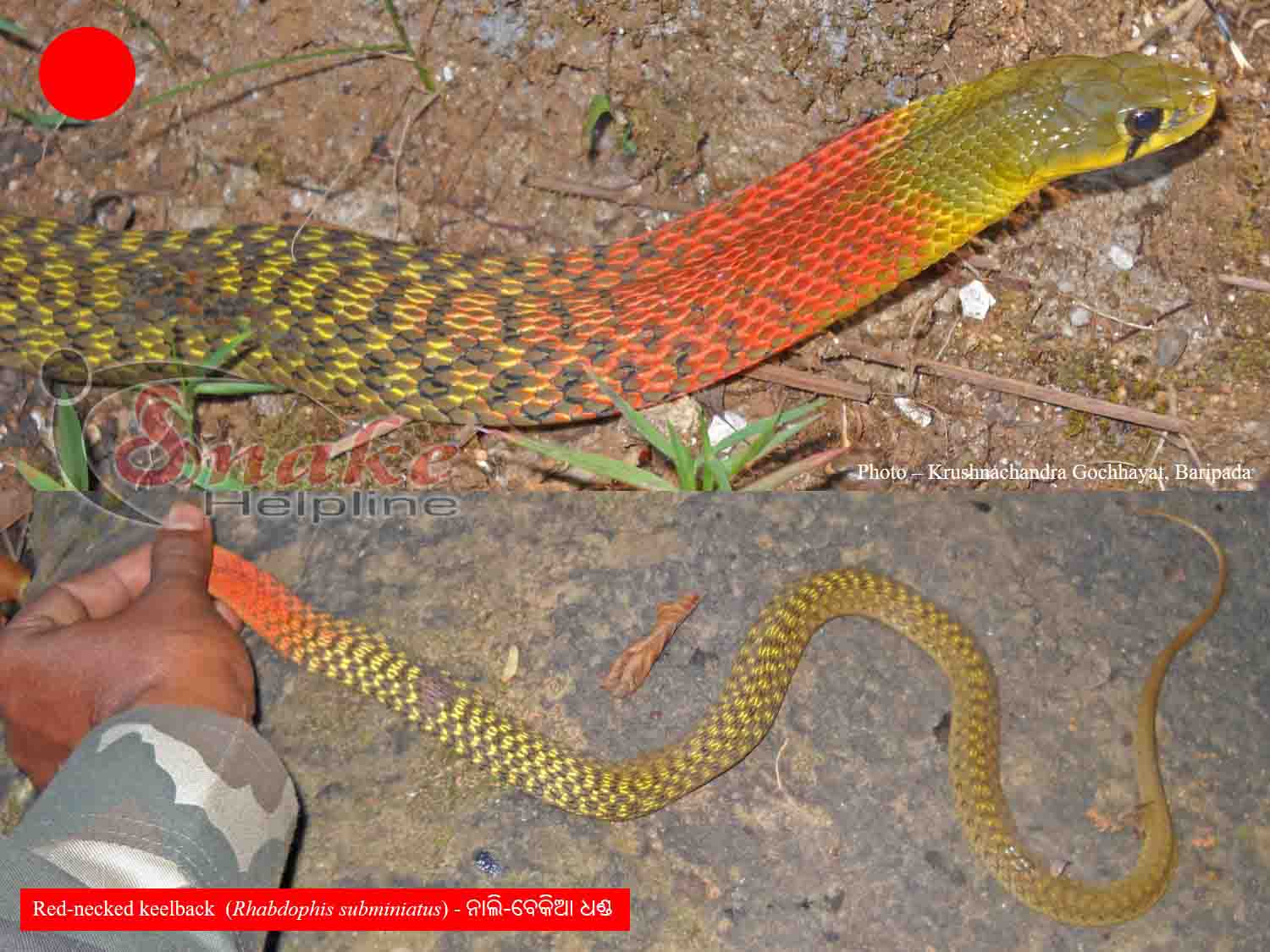 RED-NECKED KEELBACK ନାଲି-ବେକିଆ ଧଣ୍ଡ - Snake Helpline