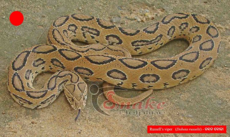 Russell’s viper ଚନ୍ଦନ ବୋଡା - Snake Helpline