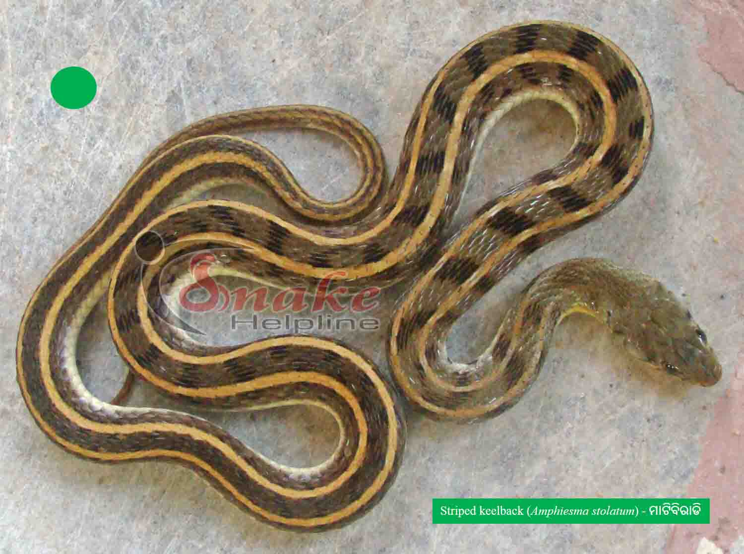 STRIPED KEELBACK ମIଟିବିରାଡି - Snake Helpline