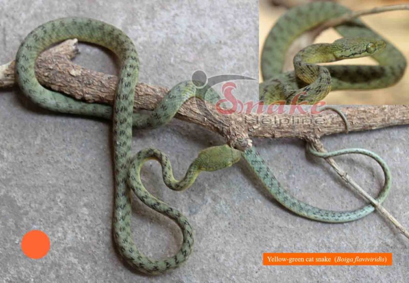 Yellow-Green Cat Snake ହଳଦୀ-ସବୁଜ ଡାଳି ସାପ - Snake Helpline