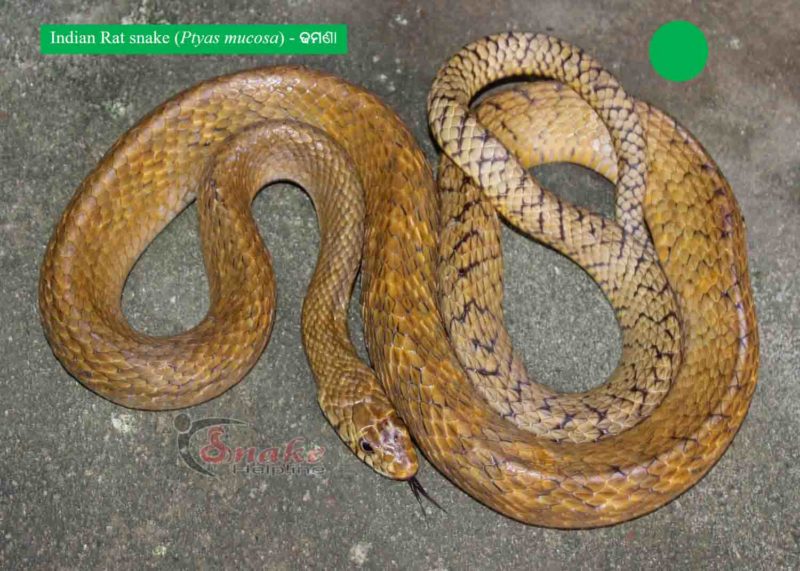 INDIAN RAT SNAKE ଢମଣା - Snake Helpline