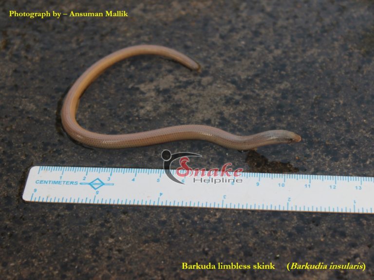 Barkudia insularis Extremely Rare Lizard - Snake Helpline