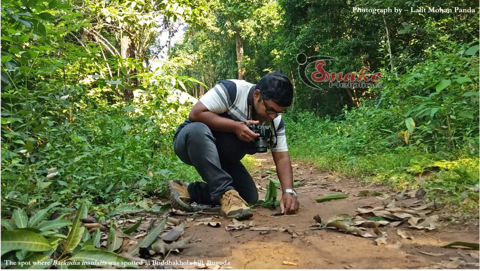 Barkudia insularis Extremely Rare Lizard - Snake Helpline