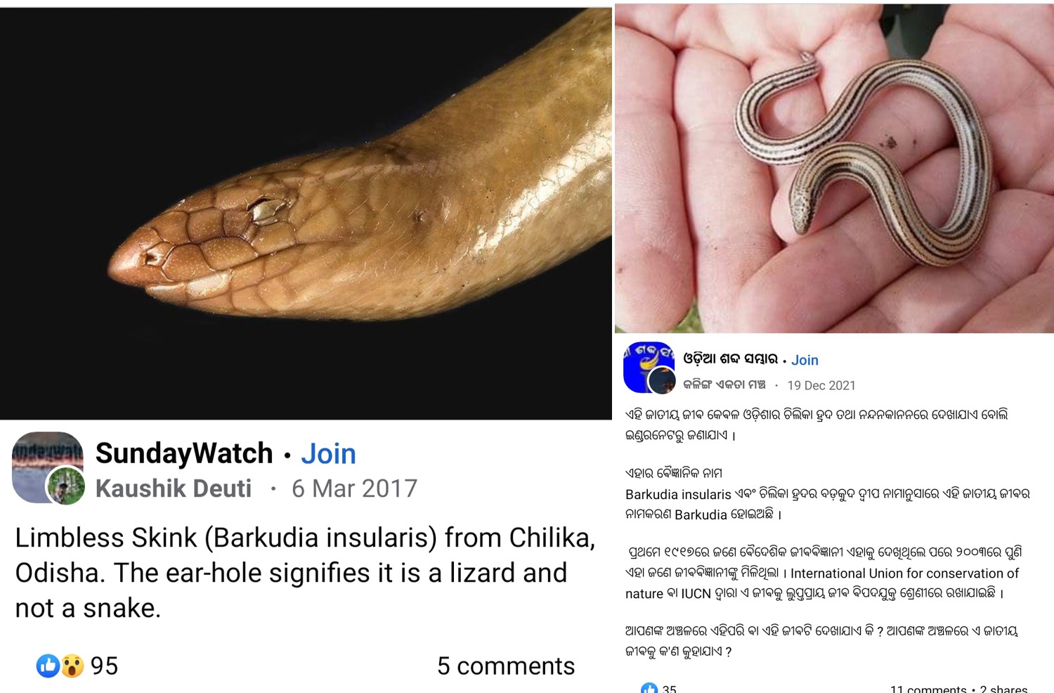 Barkudia insularis Extremely Rare Lizard - Snake Helpline