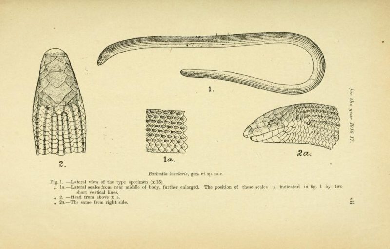 Barkudia insularis Extremely Rare Lizard - Snake Helpline