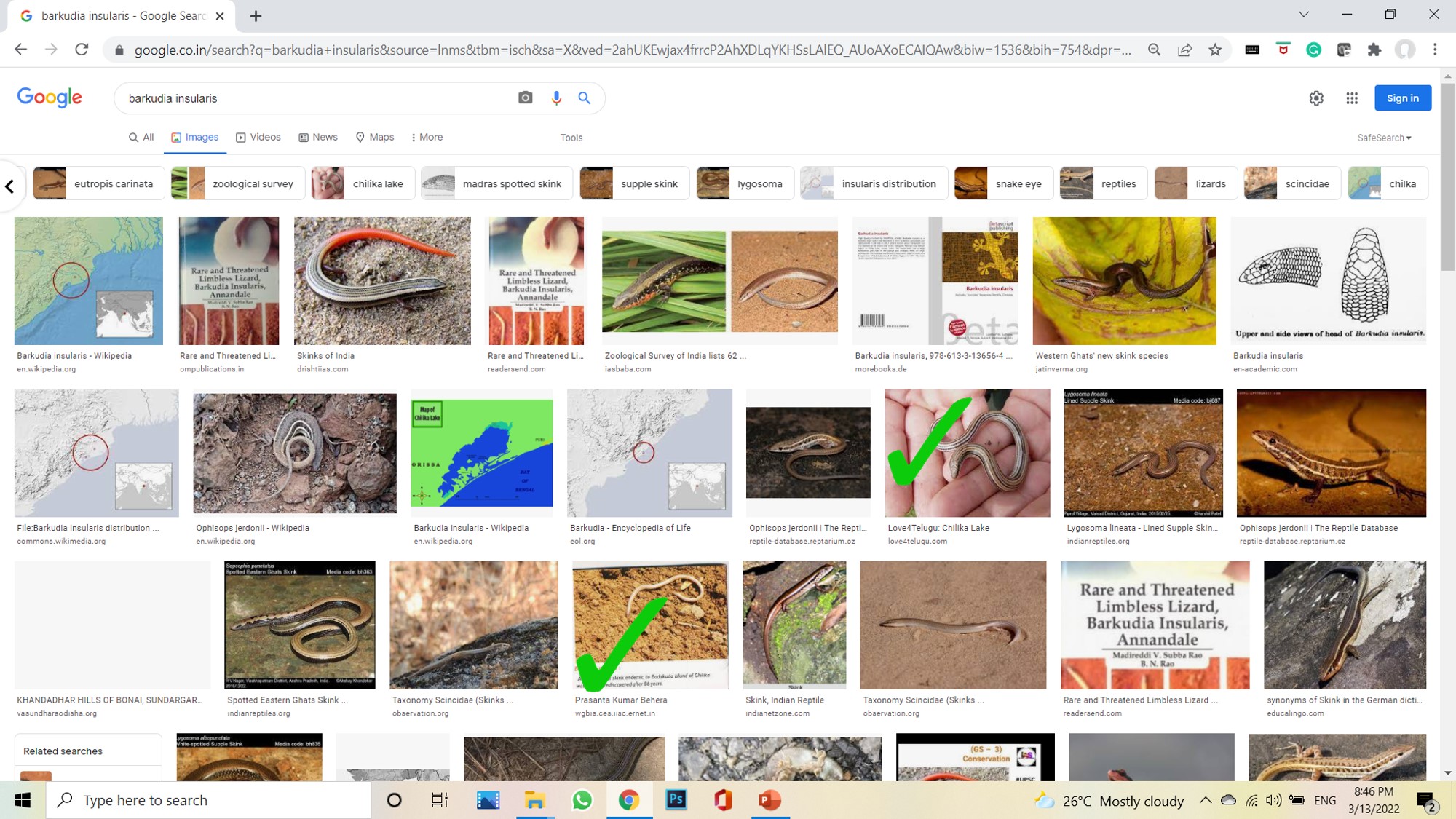 Barkudia insularis Extremely Rare Lizard - Snake Helpline